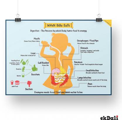 Science Poster for Kids - Digestion - Size A3 - 11.7 X 16.5 inches ...