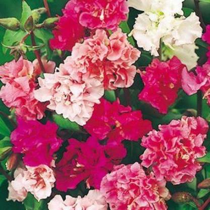 JRYU Clarkia Elegance Double mixed flower Seed Price in India - Buy ...