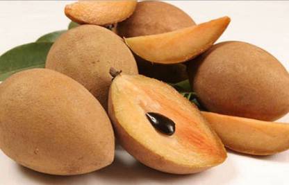 MKR Enterprises Chiku Seed Price in India - Buy MKR Enterprises Chiku ...