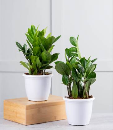 Nurturing Green Zanzibar Gem Plant Price in India - Buy Nurturing Green ...
