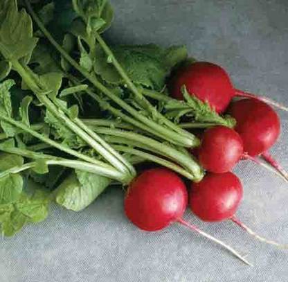 Nodoc Red round radish Seed Price in India - Buy Nodoc Red round radish ...