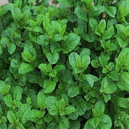 Paudha Organic Pudina mint Seed Price in India - Buy Paudha Organic ...