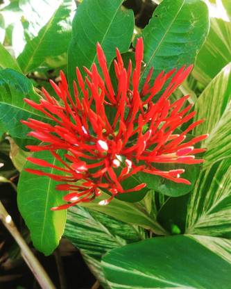 Dishani Trothic Ixora/Chethi Plant Price in India - Buy Dishani Trothic ...