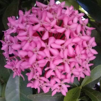 Dishani Trothic Ixora/Chethi Plant Price in India - Buy Dishani Trothic ...