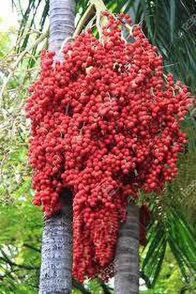 Cloud Farm Betel Nut/Supari Plant Price in India - Buy Cloud Farm Betel ...