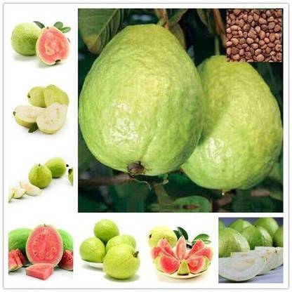 GOROOT Guava, Amrood, Amrud, Psidium, Guajava Seed Price in India - Buy ...