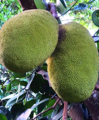 Cloud Farm Jackfruit Plant Price in India - Buy Cloud Farm Jackfruit ...