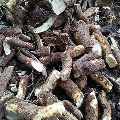 Xetomos Pushkarmool Inula racemosa 250g seeds Seed Price in India - Buy ...