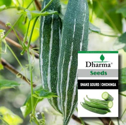 Dharma Snake Gourd, Chichinda, Cichinga Seed Price in India - Buy ...
