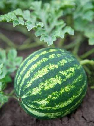 PLANTZON Watermelon Hybrid Seed Price in India - Buy PLANTZON ...