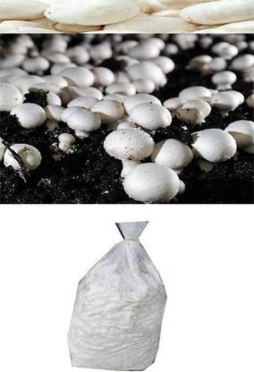BM MUSHROOM Button Mushroom Spawn Seed Price in India - Buy BM MUSHROOM ...