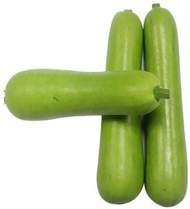 Organic Galaxy Upl Bottle-Gourd (lokki) Vegetable F1 Hybrid Variety ...
