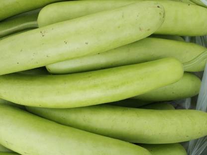 Organic Galaxy Upl Bottle-Gourd (lokki) Vegetable F1 Hybrid Variety ...