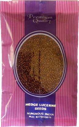 Numinous Hedge Lucerne, Velimasal, Dashrath, Desmanthus Virgatus, Grass ...