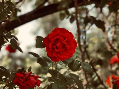 rose poster , gulab phul ka poster, Flower poster Waterproof Vinyl ...