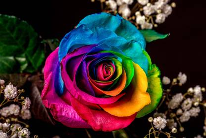 rose poster , gulab phul ka poster, Flower poster Waterproof Vinyl ...