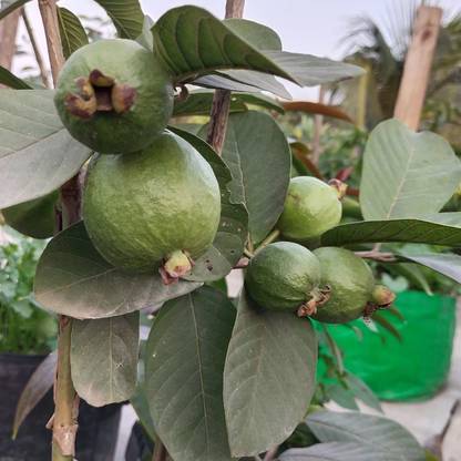 Cloud Farm Guava Plant Price in India - Buy Cloud Farm Guava Plant ...