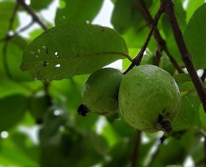Cloud Farm Guava Plant Price in India - Buy Cloud Farm Guava Plant ...