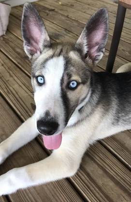 Cute Pitsky Dog Multicolour Poster PhotoPrint Print Photographic Paper ...