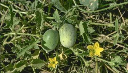 UGRA Desi Kachri Quality Fruit Seeds Seed Price in India - Buy UGRA ...