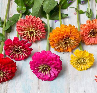 UGRA Zinnia Seeds - Mix Seed Price in India - Buy UGRA Zinnia Seeds ...