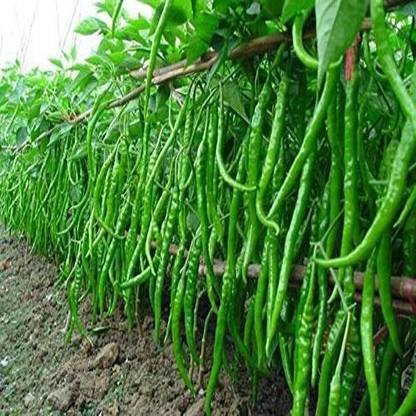 Paudha Green chilli plant Seed Price in India - Buy Paudha Green chilli ...