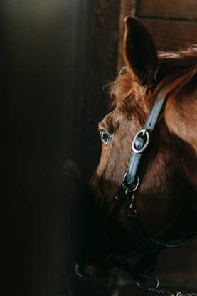 Horse poster & ghoda poster & animals POSTERS Waterproof Vinyl Sticker ...