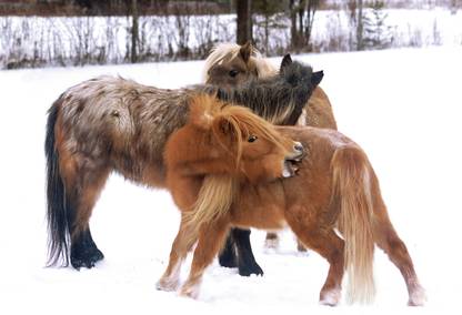 Horse poster & ghoda poster & animals POSTERS Waterproof Vinyl Sticker ...