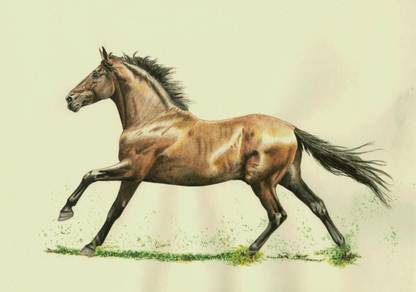 Horse poster & ghoda poster & animals POSTERS Waterproof Vinyl Sticker ...