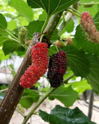 Cloud Farm Shahtoot/Mulberry Plant Price in India - Buy Cloud Farm ...