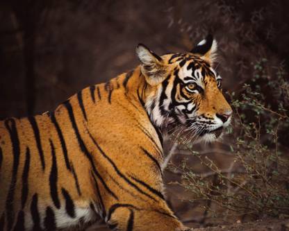 Tiger Poster & Sher poster & Lion POSTERS, bagh, chita, Animals Poster ...