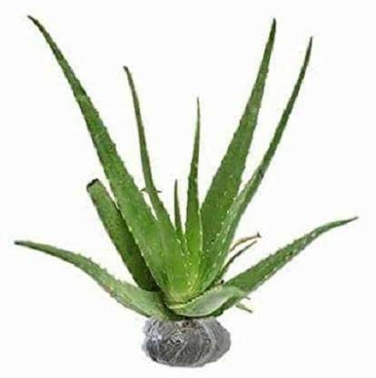 Rainbow Garden Aloe Vera Plant Price in India - Buy Rainbow Garden Aloe ...