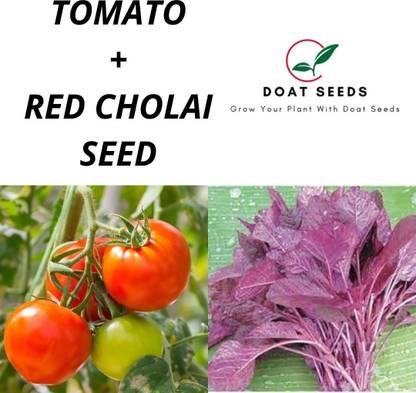 Doat Tomato With Red Cholai 2 Varieties of Vegetable Seeds Combo (Pack ...