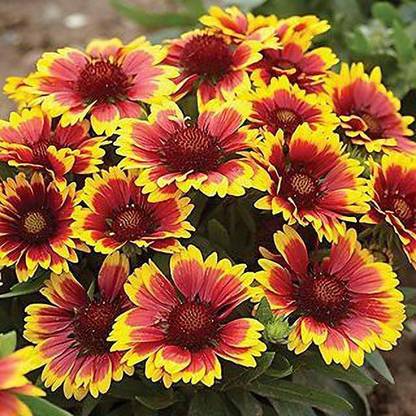 Paudha Gallardia Flower Seed Price in India - Buy Paudha Gallardia ...