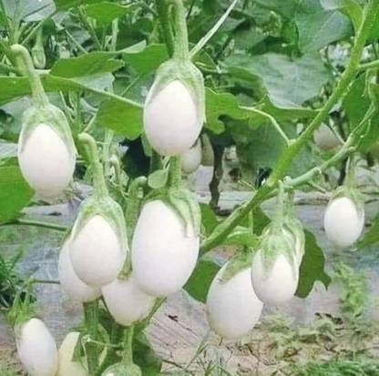 CYBEXIS LXI-73 - White Brinjal Eggplant Oblong Round - (150 Seeds) Seed Price in India - Buy ...