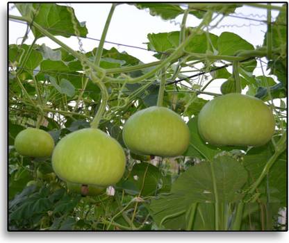 UGRA Round Bottle Gourd, Ghiya Seed Price in India - Buy UGRA Round ...