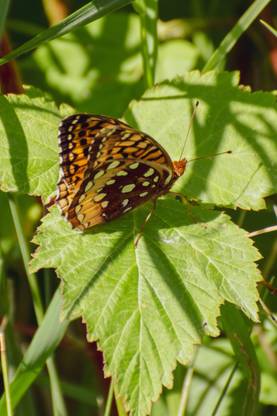 butterfly poster & Titli POSTERS, Dragonfly Poster, Insects Poster ...
