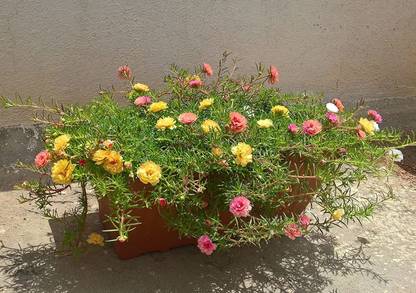 ACCELCROP Kulfa, Kulpha, Khurfa, Purslane, Portulaca Oleracea Plant ...