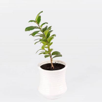 Aravalii Ficus Compacta Plant Price in India - Buy Aravalii Ficus ...