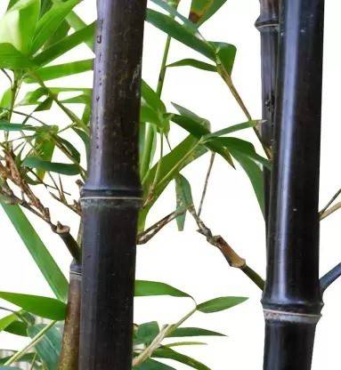 Aro Bamboo, Lucky bamboo Seed Price in India - Buy Aro Bamboo, Lucky ...