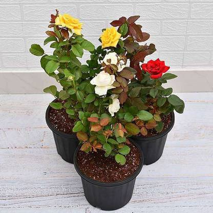 Amazing Gurden Rose Plant Price in India - Buy Amazing Gurden Rose ...
