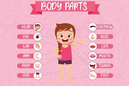 Body Parts Sticker Poster For Kids Learning|Sticker Poster For ...