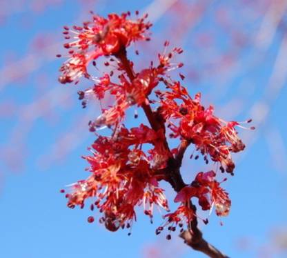 Paudha Maple flower Seed Price in India - Buy Paudha Maple flower Seed ...