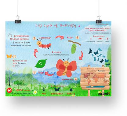 Science Poster for Kids - Life Cycle of a Butterfly - Size A3 - 19 X16 ...
