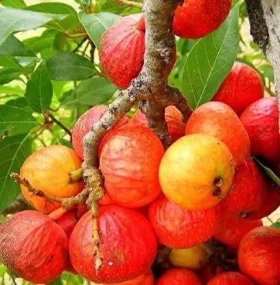 Chalisa Fig, Anjeer Seed Price in India - Buy Chalisa Fig, Anjeer Seed ...