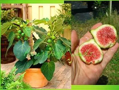 Chalisa Fig, Anjeer Seed Price in India - Buy Chalisa Fig, Anjeer Seed ...