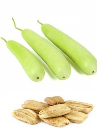 KANAYA Lauki Seeds For Home Gardening Seed Price in India - Buy KANAYA ...