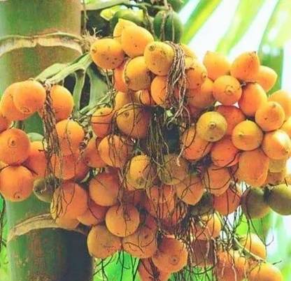 Cloud Farm Betel Nut/Supari Plant Price in India - Buy Cloud Farm Betel ...