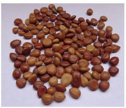 Ravel Cassia seeds, Cassia Fistula,Golden Shower Tree, Indian Laburnum Seeds -500 gm Seed Price ...