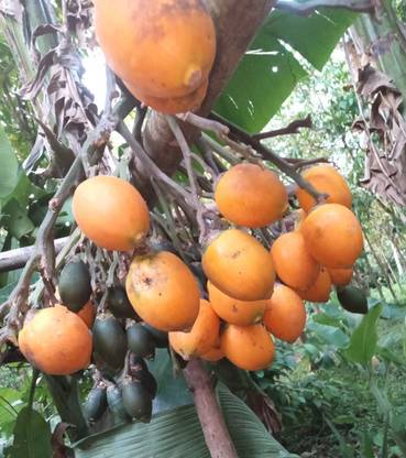 Cloud Farm Betel Nut/Supari Plant Price in India - Buy Cloud Farm Betel ...